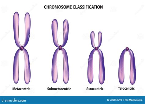 Classification Of Chromosome Vector Illustration