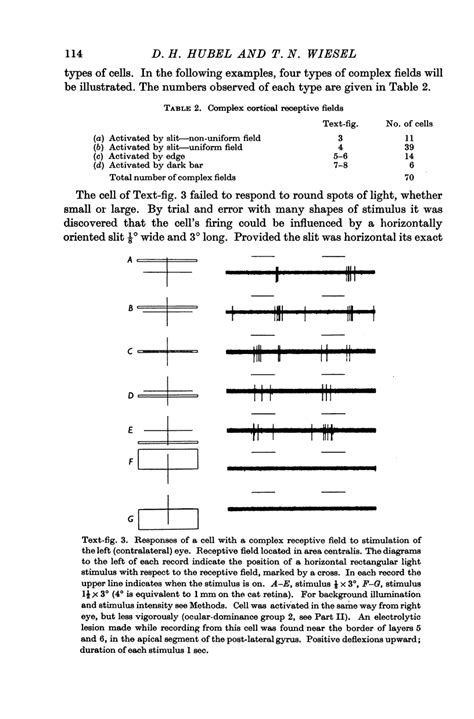 Receptive Fields Binocular Interaction And Functional Architecture In