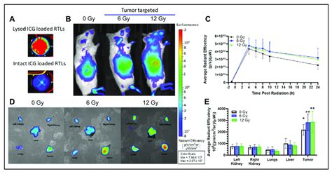 Radiation Release Of Icg Loaded Rtls A Self Quenching Icg Loaded