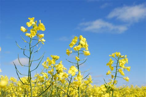 Triazine Tolerant Canola Varieties Gorst Rural