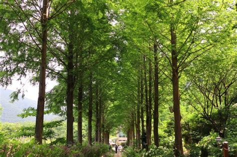 경남 고성 여행 가볼만한곳 추천코스 그레이스 정원 수국 상리연꽃공원 문수암 카페 도어스 네이버 블로그