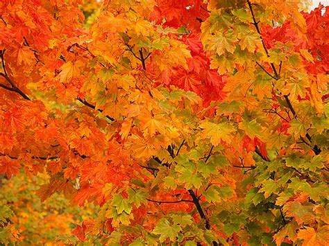 Shades Of Autumn Designbuzz Shades Of Autumn Designbuzz