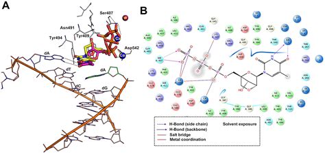 Rna Polymerase Binding Site For