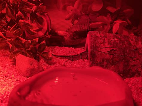 Anyone One Know What Kind Of Ball Python This Is And What Sex Rsnakes