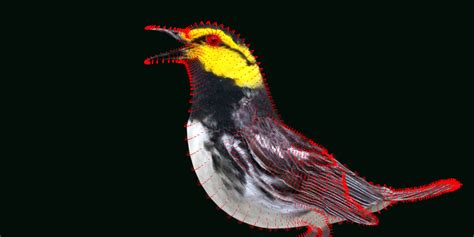 Golden Cheeked Warbler Songbird 3d Model By Nyilonelycompany