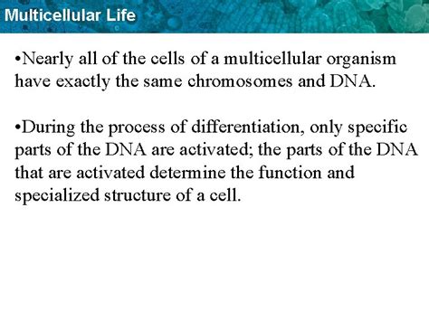 Multicellular Life B2 4 Explain The Process Of
