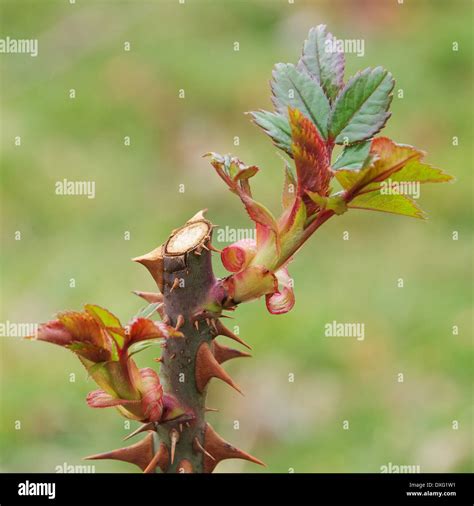 How To Do Budding In Rose Plants