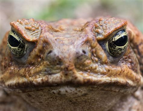Are Cane Toads Poisonous The Truth About Their Deadly Toxins