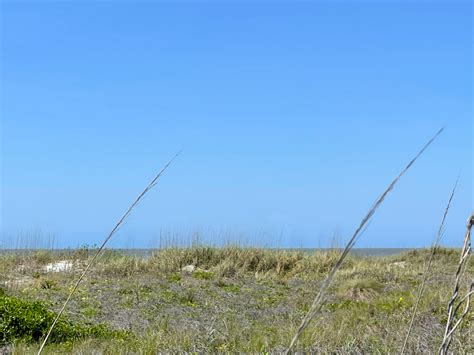 Sand Grass Artist Reference Photos