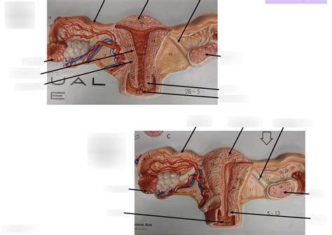 Menstrual Cycle Model Uterine Cycle Menstrual And Proliferative Phases