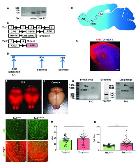 Modeling Loss Of Tsc2 In Ob Granule Cells A Genotyping Pcr Download Scientific Diagram