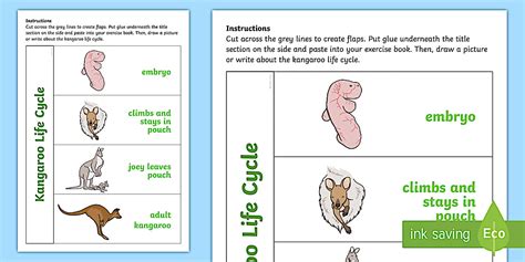 Kangaroo Life Cycle Flapbook