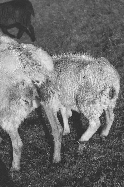 Farm Hierarchy Pinglamlin Farm Hierarchy Pinglamlin