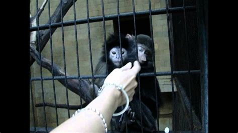 Monkey Love Story Theatrical Play Comedy Youtube