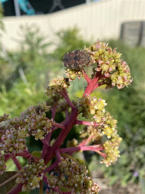 Whats This Weird Bug On My Mango Tree Rgardening