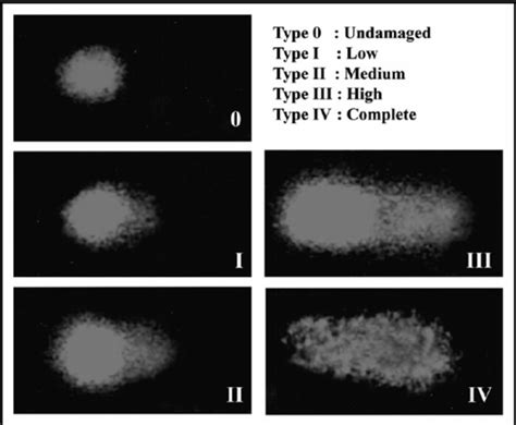 Classification Of The Comet Formations In Fish Erythrocytes 0 Class 0 Download Scientific