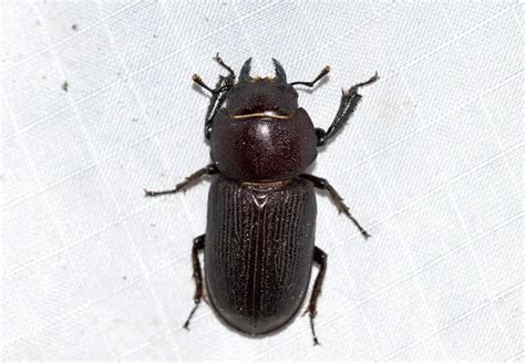 16 Types Of Beetles In Ohio With Pictures 16 Types Of Beetles In Ohio With Pictures