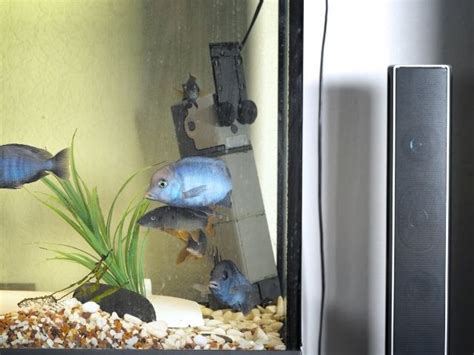 How To Reduce Flow Of Aquarium Filter Basic Tips To Follow