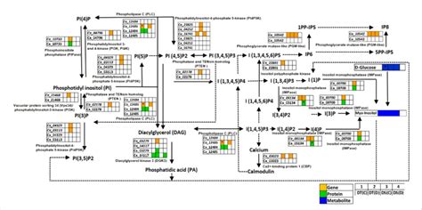 Phosphatidylinositol Pi Signaling Pathway Showing Co Expressed Genes Download Scientific