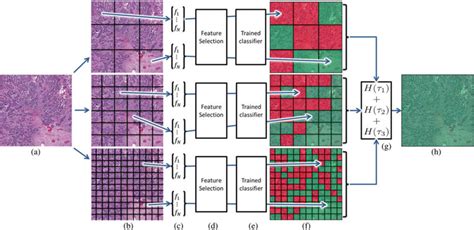 Flowchart Outlining The Methodological Steps Of The Automated Bca