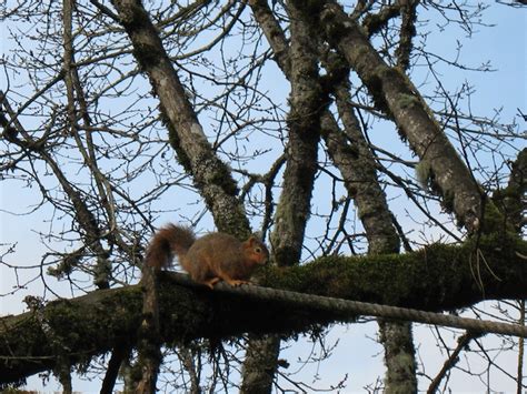 Squirrel Circus Yard Art Garden Plants