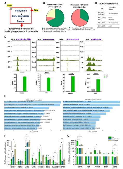 Science Advances 脂质诱导的向丝氨酸途径的代谢转变促进乳腺细胞的表观遗传重编程 肿瘤细胞 氨基酸代谢 非靶向代谢 脂质 多