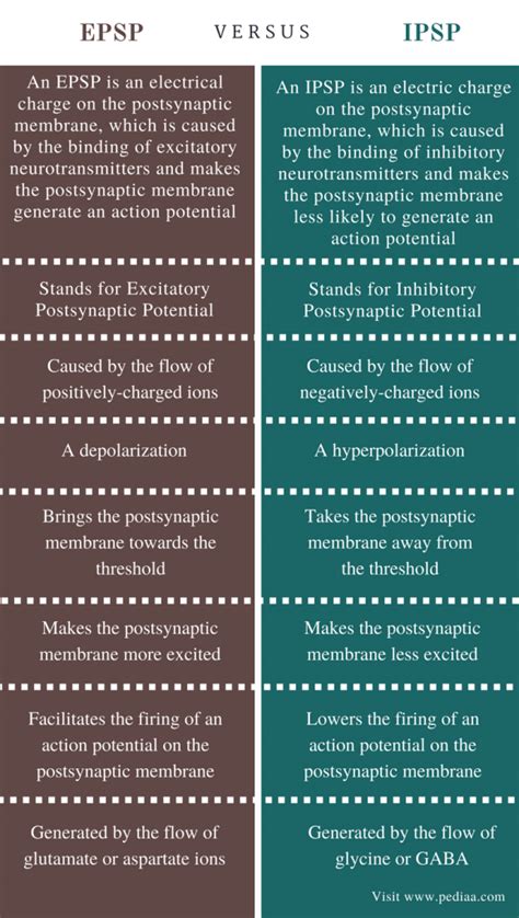 Difference Between EPSP And IPSP Definition Characteristics Role Similarities And Differences