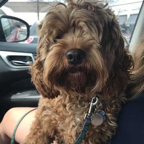 Coastal Maine Cockapoos Home Facebook