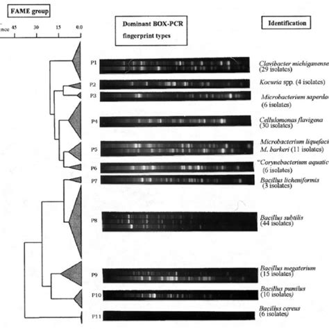 Abridged Dendrogram Obtained By Unweighted Pair Group Average Linkage