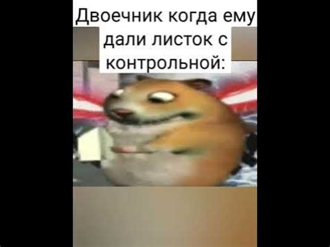Хомяк сделал бумажный самолётик #shorts - YouTube