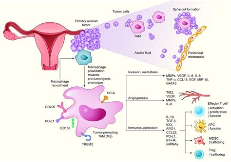 Targeting Tumor Associated Macrophages For Successful Immunotherapy Of