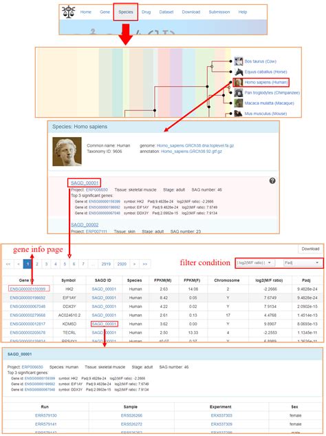 Database Of Sex Associated Genes