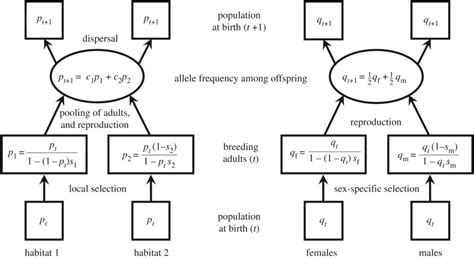Linking Local Adaptation With The Evolution Of Sex Differences Pmc