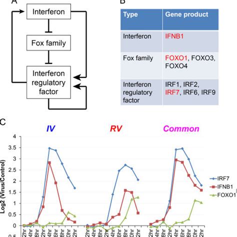 Speculative Feed Forward Loop For Regulation Of IFN A Feed Forward Download Scientific