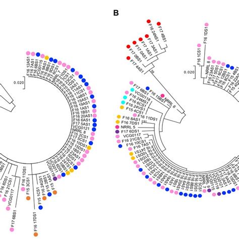 Maximum Likelihood Ml Trees Constructed In Mega7 Showing The Download Scientific Diagram