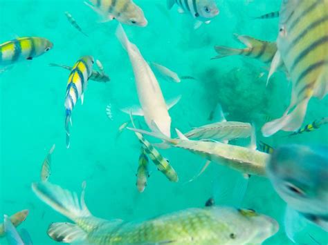 Network Visibility In Virtual Enviornments Part 2 Netflow In Vmware