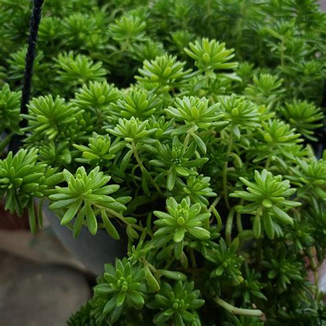 Sedum Lineare Succulent City