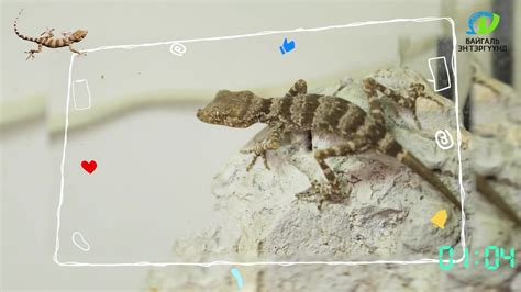 Говийн махир хуруут гүрвэл Биеийн нийт урт 130 мм ээс хэтрэхгүй жижиг гүрвэл Их биеийн урт 58