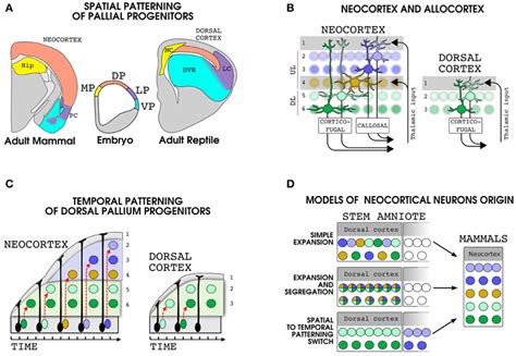 Frontiers A Hypothesis For The Evolution Of The Upper Layers Of The Neocortex Through Co