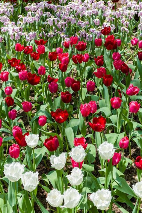 colorful tulip background stock image image of farm 71614567