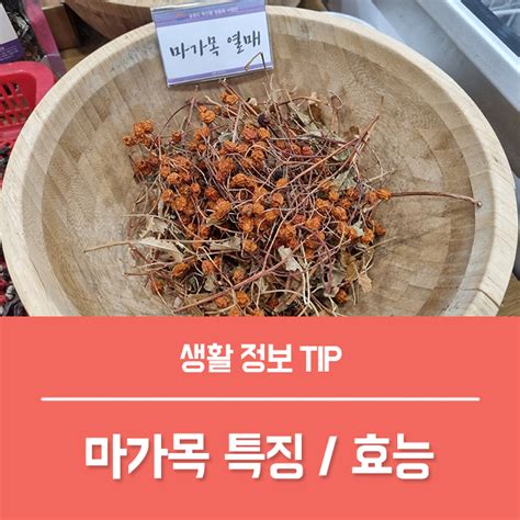 마가목 효능 Top5 부작용 마가목 나무 특징 꽃말 마가목 열매 효능