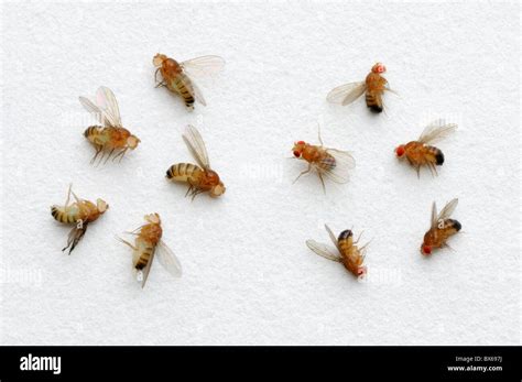 Drosophila Melanogaster Eye Color Variations Wild Type Red Eyed Flies