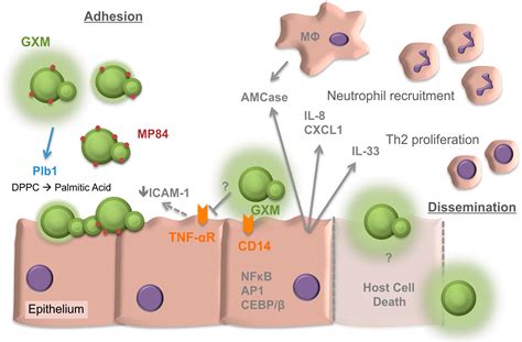 Jof Free Full Text Cryptococcus Epithelial Interactions