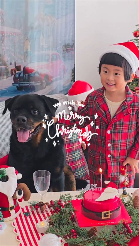 고운 I 애개육아 캠핑 여행 집꾸미기 🐶 모두모두 즐거운 크리스마스 되세요🎄 깡철이 건우 예뻐해주셔서 감사합니다🤍 🤍 Instagram