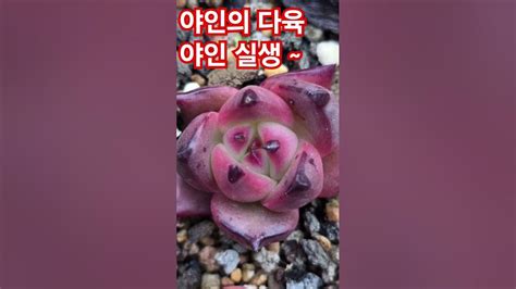 미소가 가득한 일요일 되세요 ~ 박서진 파종이 실생 다육 다유기 다육이 다육식물 반려식물 다육판매 다육이판매 다육이키우기 다육인스타그램 매혹이 청주
