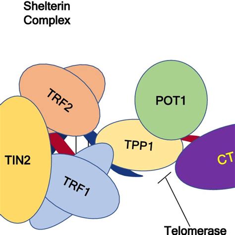Schematic Diagram Of The Shelterin And Cst Complexes Bound To Telomeric
