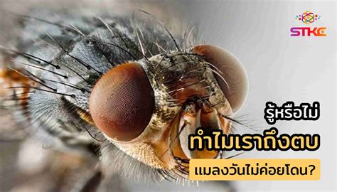 รู้หรือไม่ทำไมเราตบแมลงวันไม่เคยโดน Science And Technology Knowledge Centre Stkc