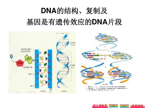 2016《金版新学案》高考生物大一轮复习课件 第六单元 第2讲 Dna的结构、复制及基因是有遗传效应的dna片段 Word文档在线阅读与下载 无忧文档