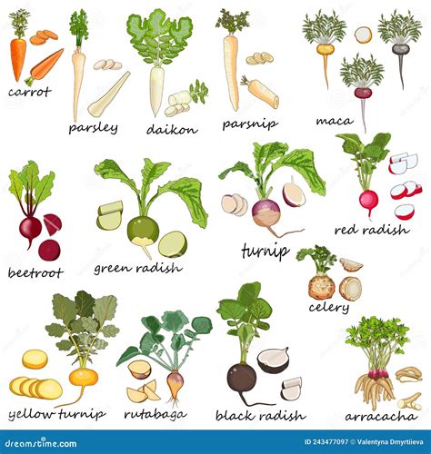 Root Vegetables Carrot Beetroot Celery Parsley Red Radish Black Radish Chinese Radish Root Vegetables Carrot Beetroot Celery Parsley Red Radish Black Radish Chinese Radish
