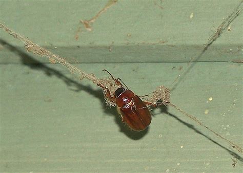 May Beetles Riveredge Nature Center